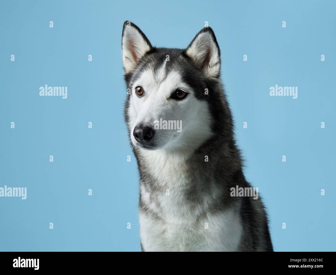 Alert Siberian Husky portrayed in a studio setting, displaying its ...