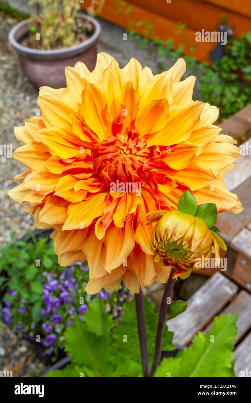Large showy orange flower of the Dahlia Sam Huston, a Giant informal ...