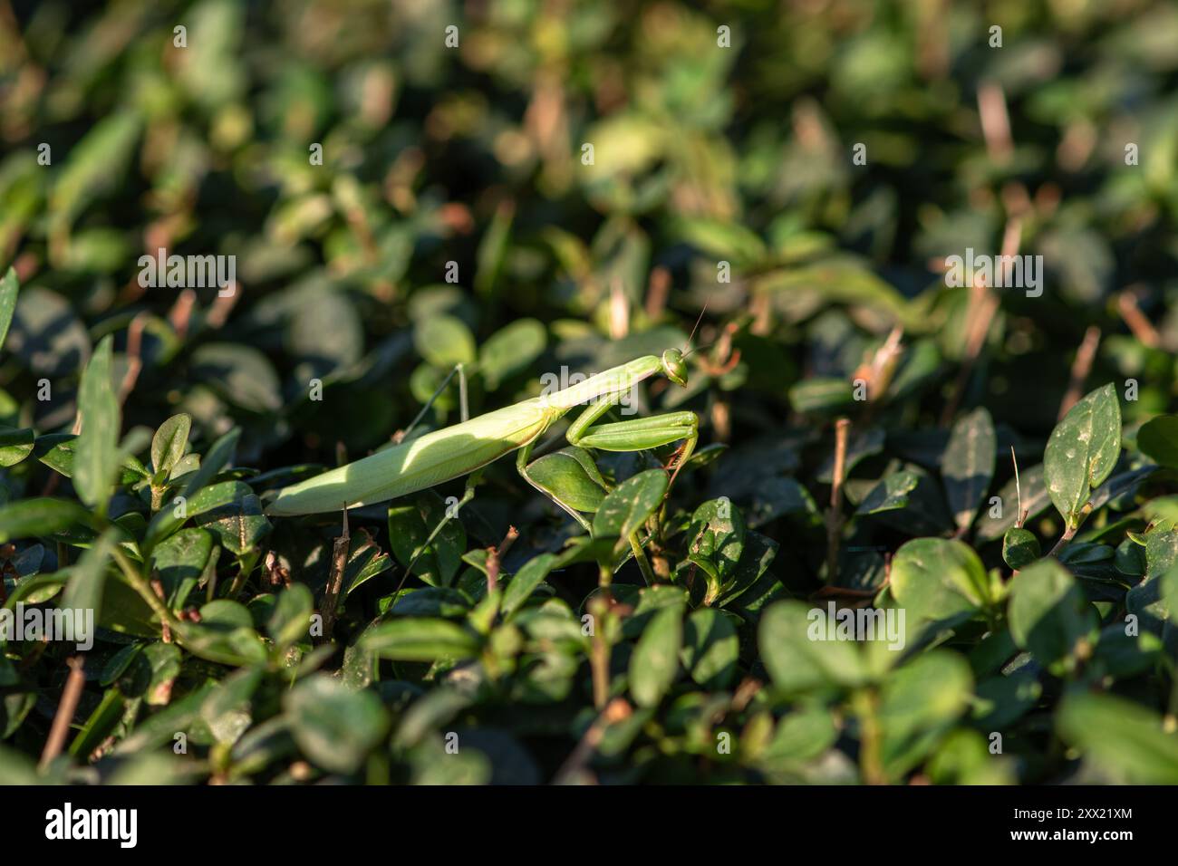 praying mantis animal in green bush Stock Photo - Alamy