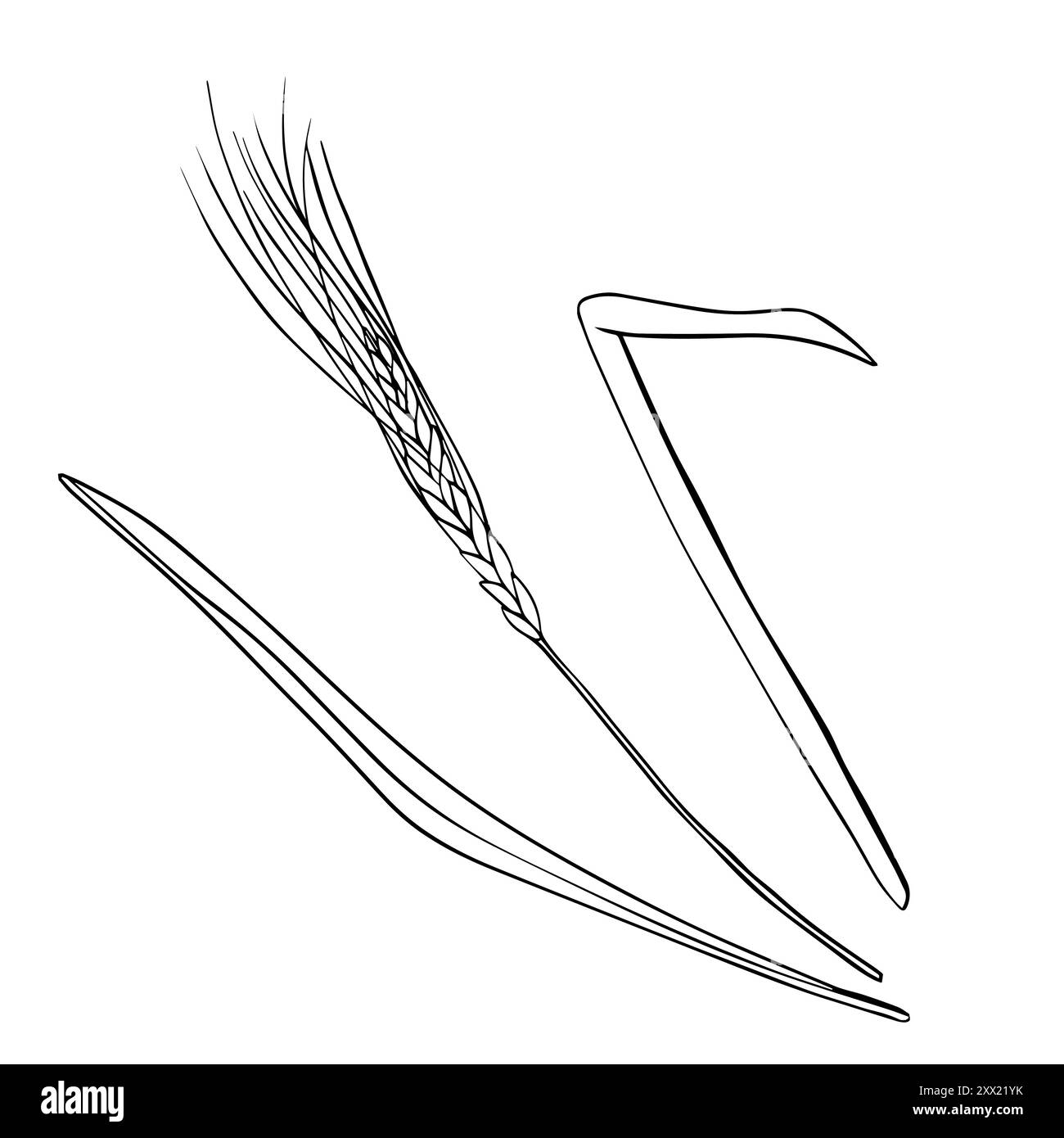 Vector Wheat Ears Sketch on isolated background. Hand drawn ...