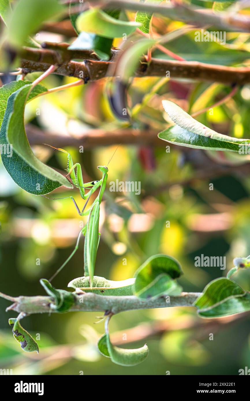 praying mantis animal in green bush Stock Photo - Alamy