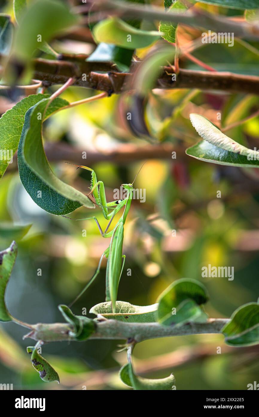praying mantis animal in green bush Stock Photo - Alamy