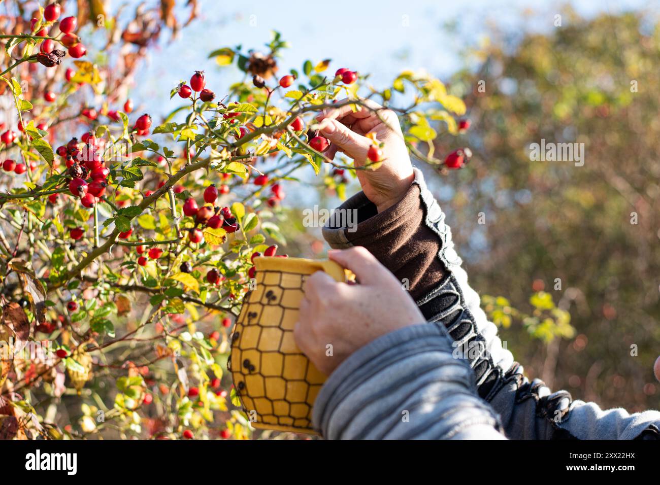 harvesting healthy briar berry fruits, autumnal fruits Stock Photo - Alamy