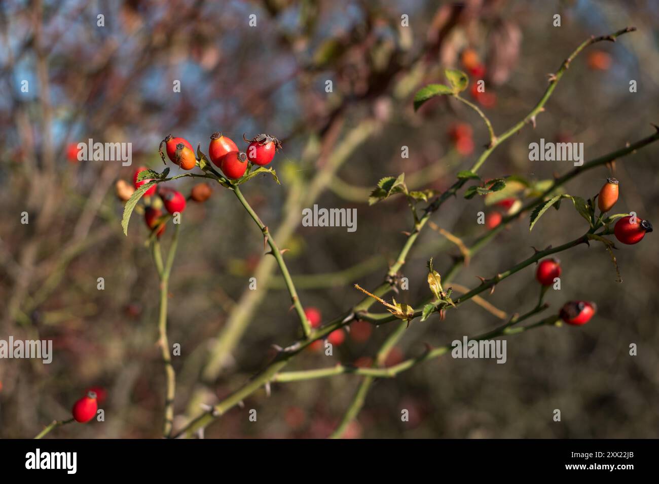 healthy briar berry fruits, autumnal fruits Stock Photo - Alamy