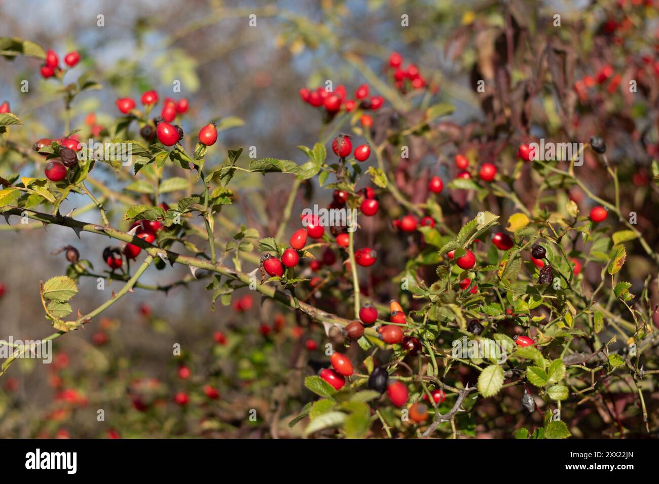healthy briar berry fruits, autumnal fruits Stock Photo - Alamy