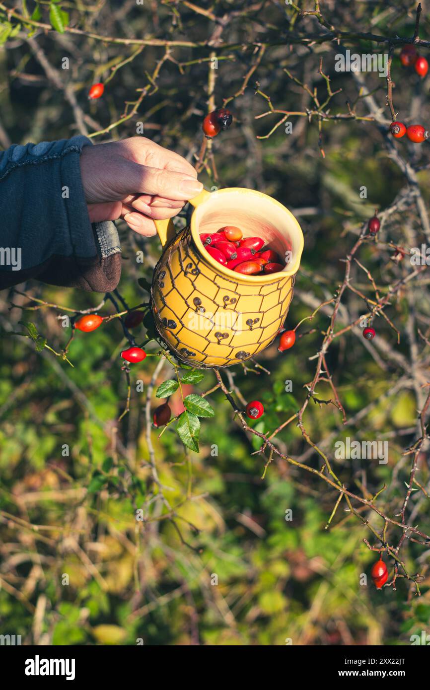 harvesting healthy briar berry fruits, autumnal fruits Stock Photo - Alamy