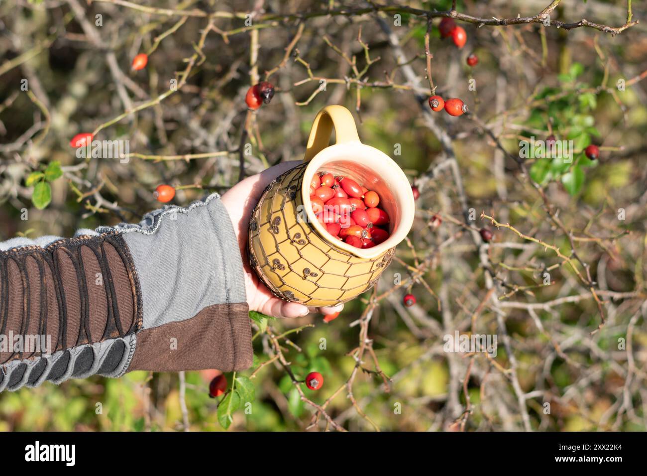 harvesting healthy briar berry fruits, autumnal fruits Stock Photo - Alamy