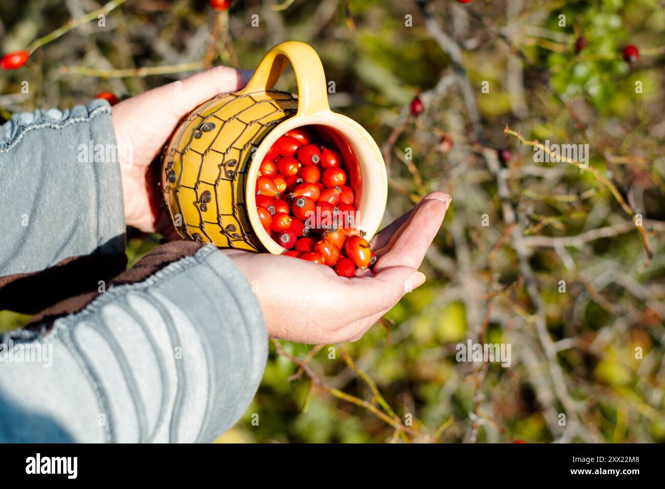 harvesting healthy briar berry fruits, autumnal fruits Stock Photo - Alamy