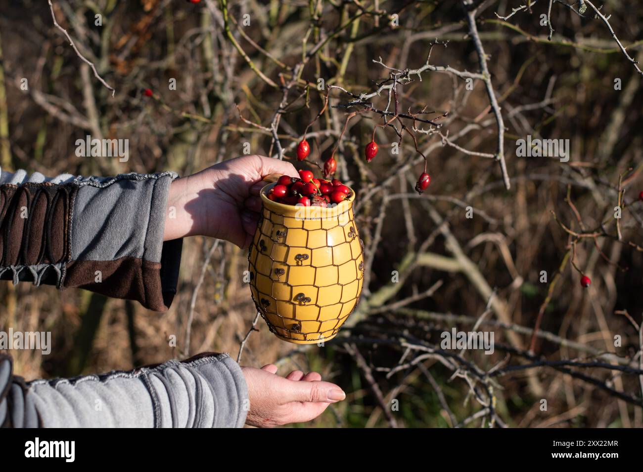 harvesting healthy briar berry fruits, autumnal fruits Stock Photo - Alamy