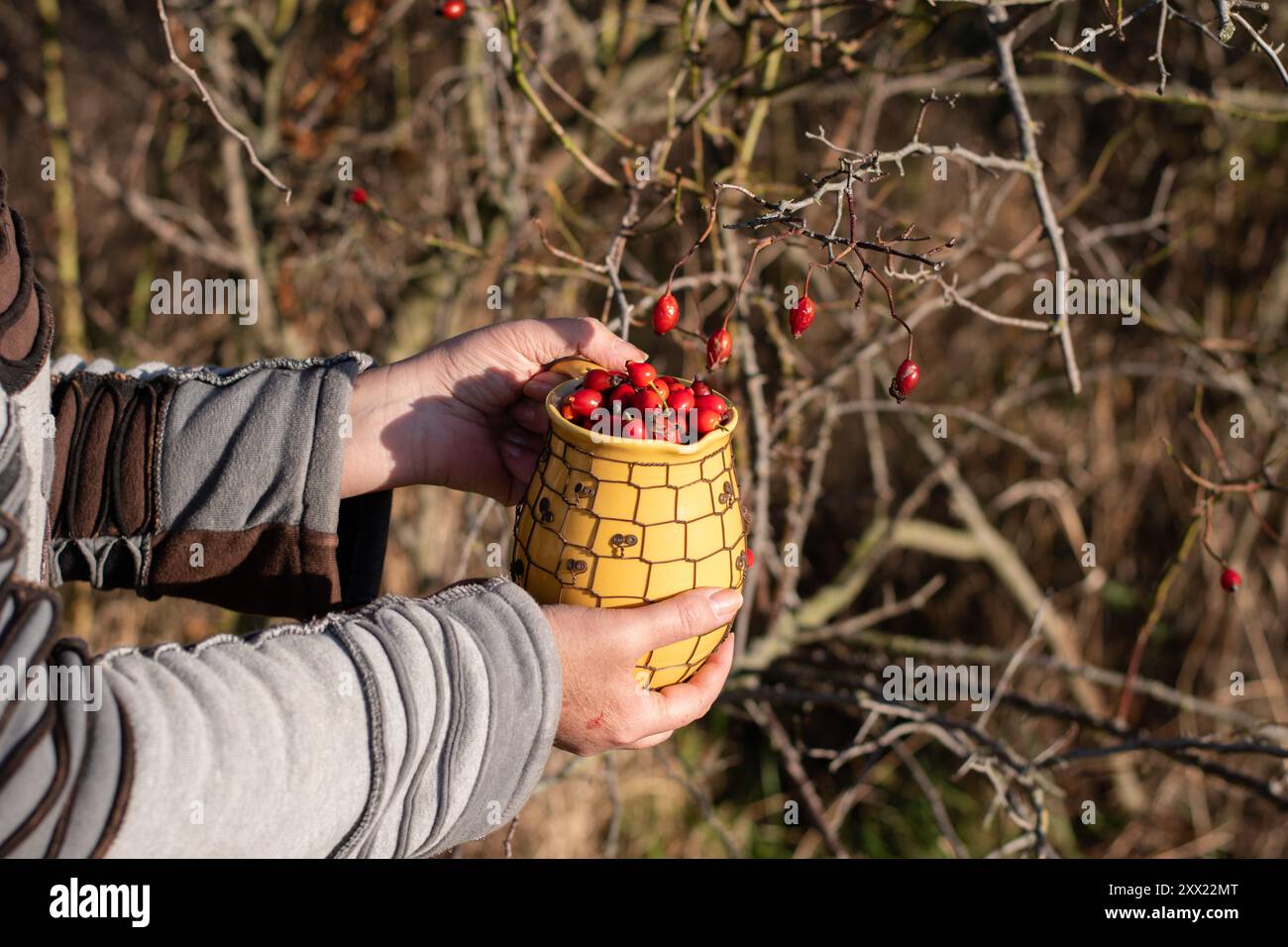 harvesting healthy briar berry fruits, autumnal fruits Stock Photo - Alamy