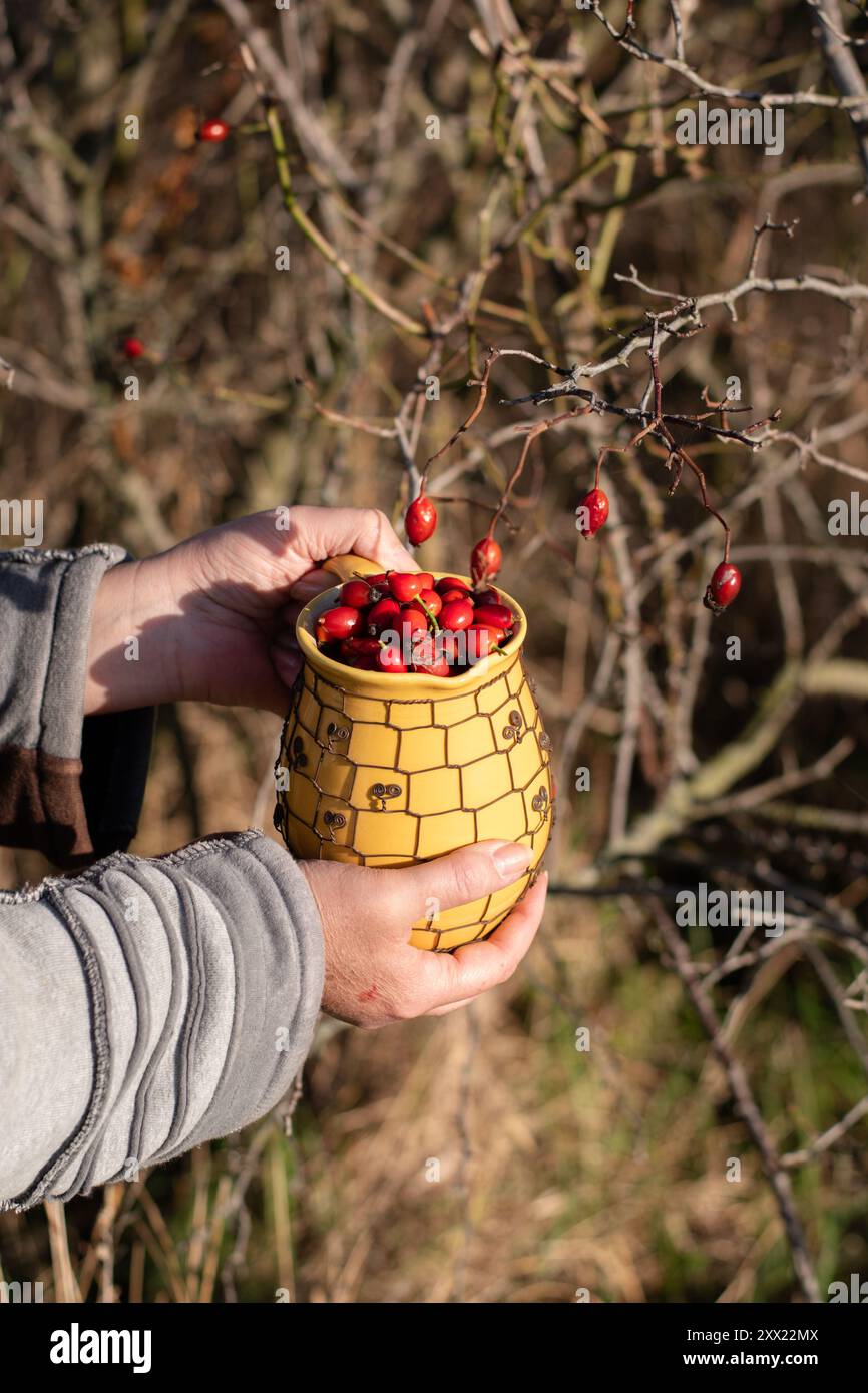 harvesting healthy briar berry fruits, autumnal fruits Stock Photo - Alamy