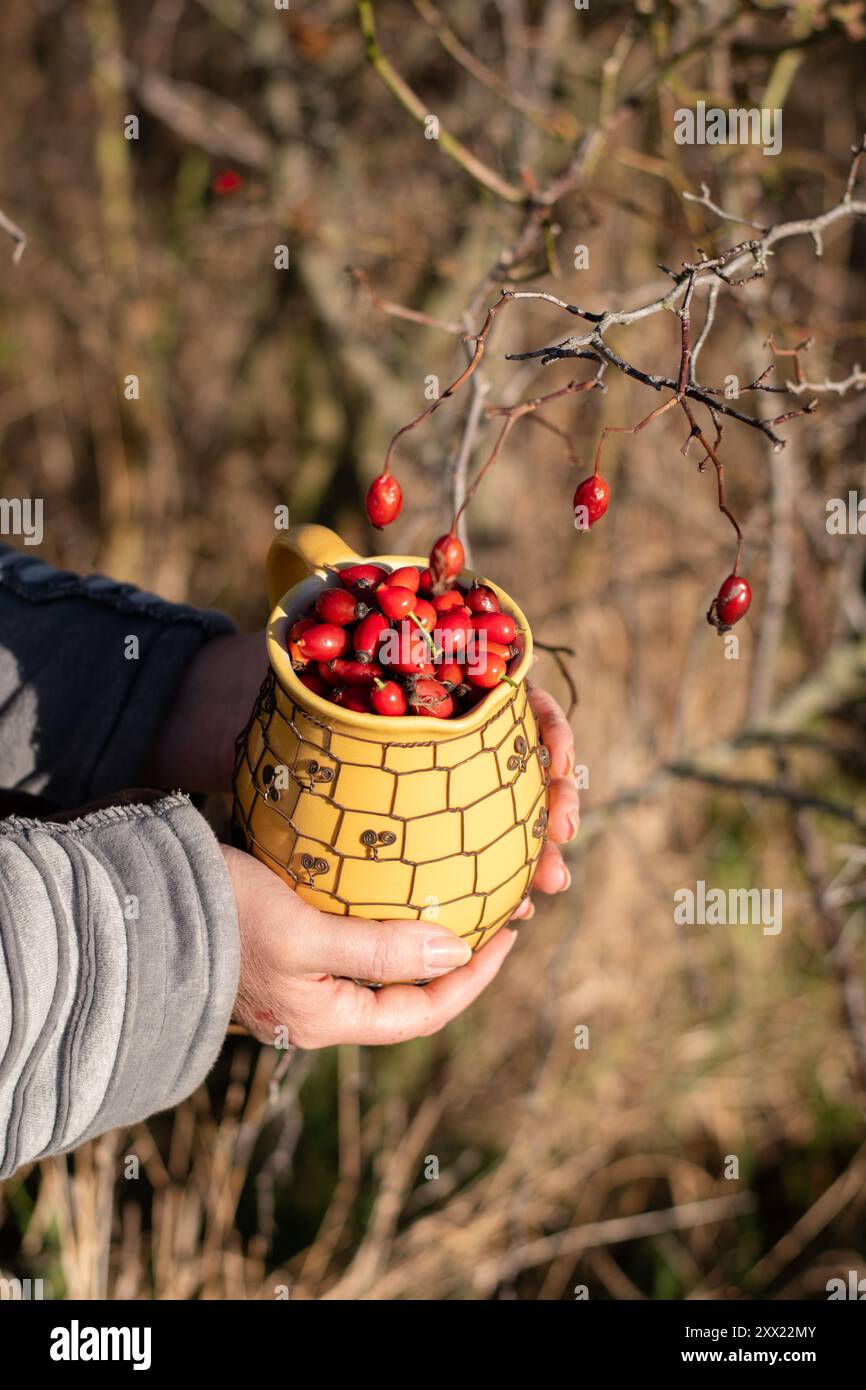 harvesting healthy briar berry fruits, autumnal fruits Stock Photo - Alamy