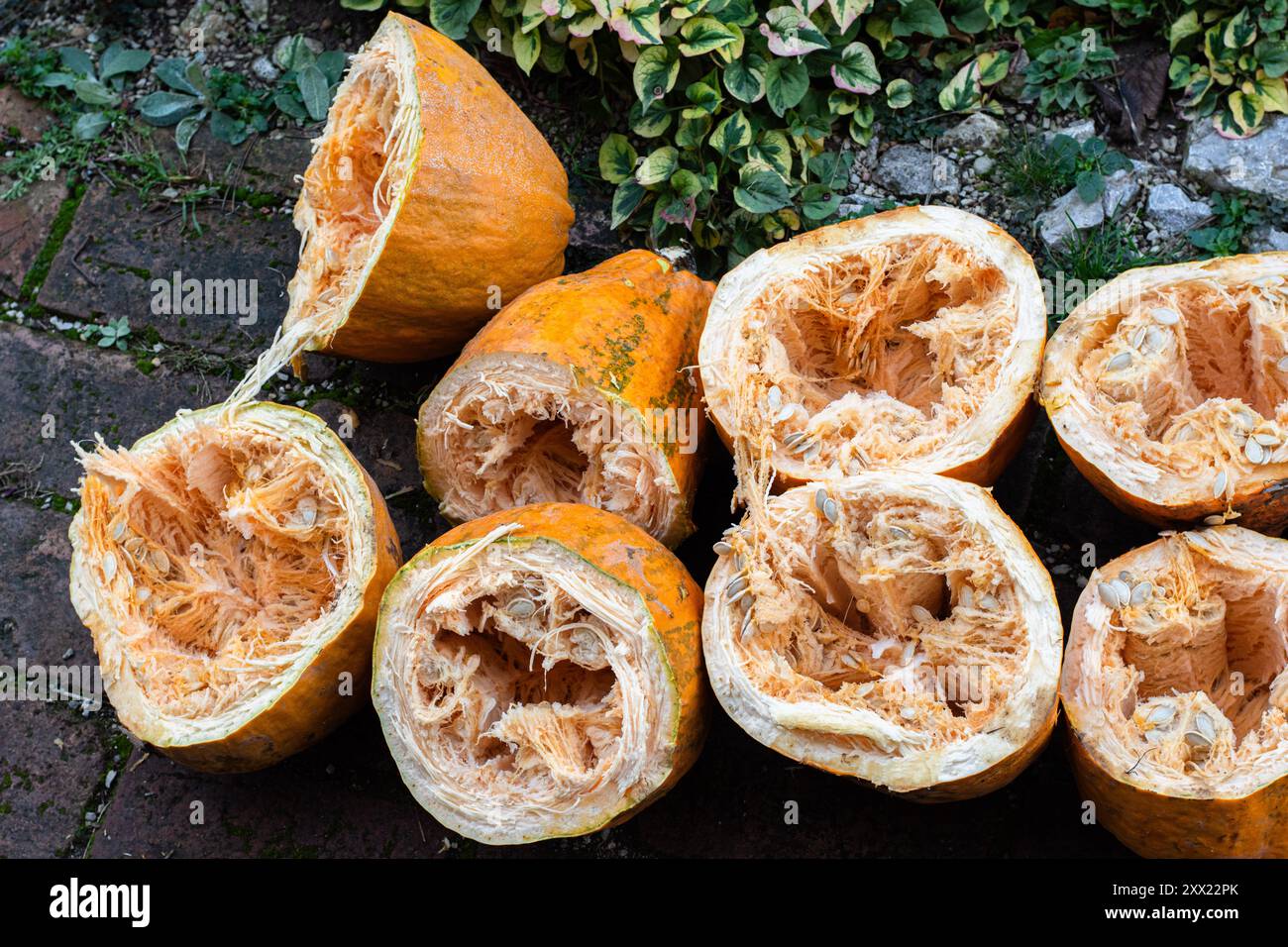 Fresh pumpkin cut open hi-res stock photography and images - Alamy