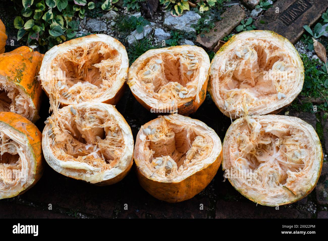 group of open pumpkins with seeds inside Stock Photo - Alamy