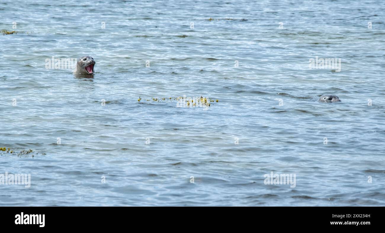 Two young harbour seals swimming in the North Sea, Ytri Tunga Beach ...