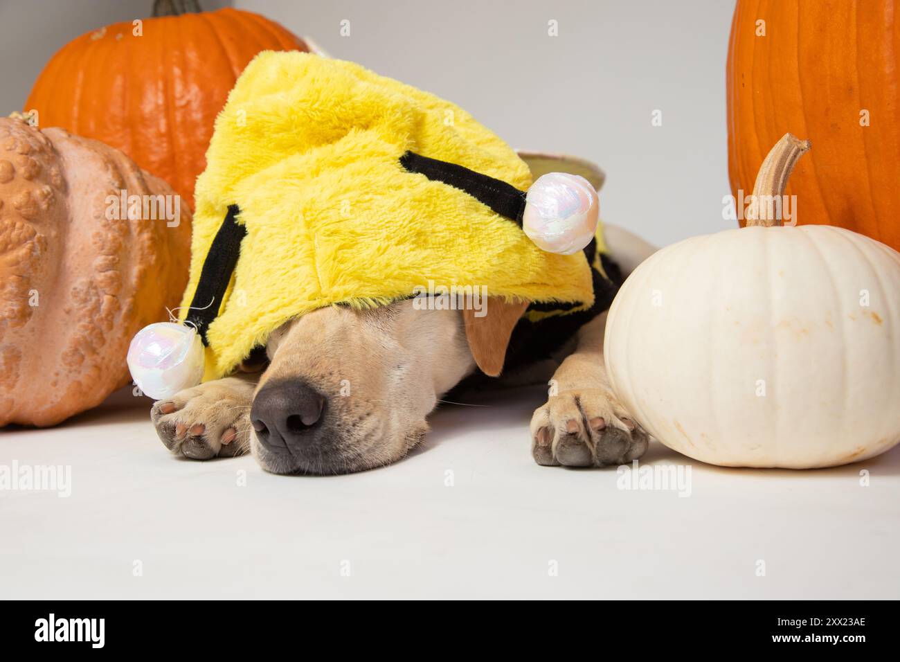 Portrait of a yellow labrador retriever wearing a bee costume lying on ...