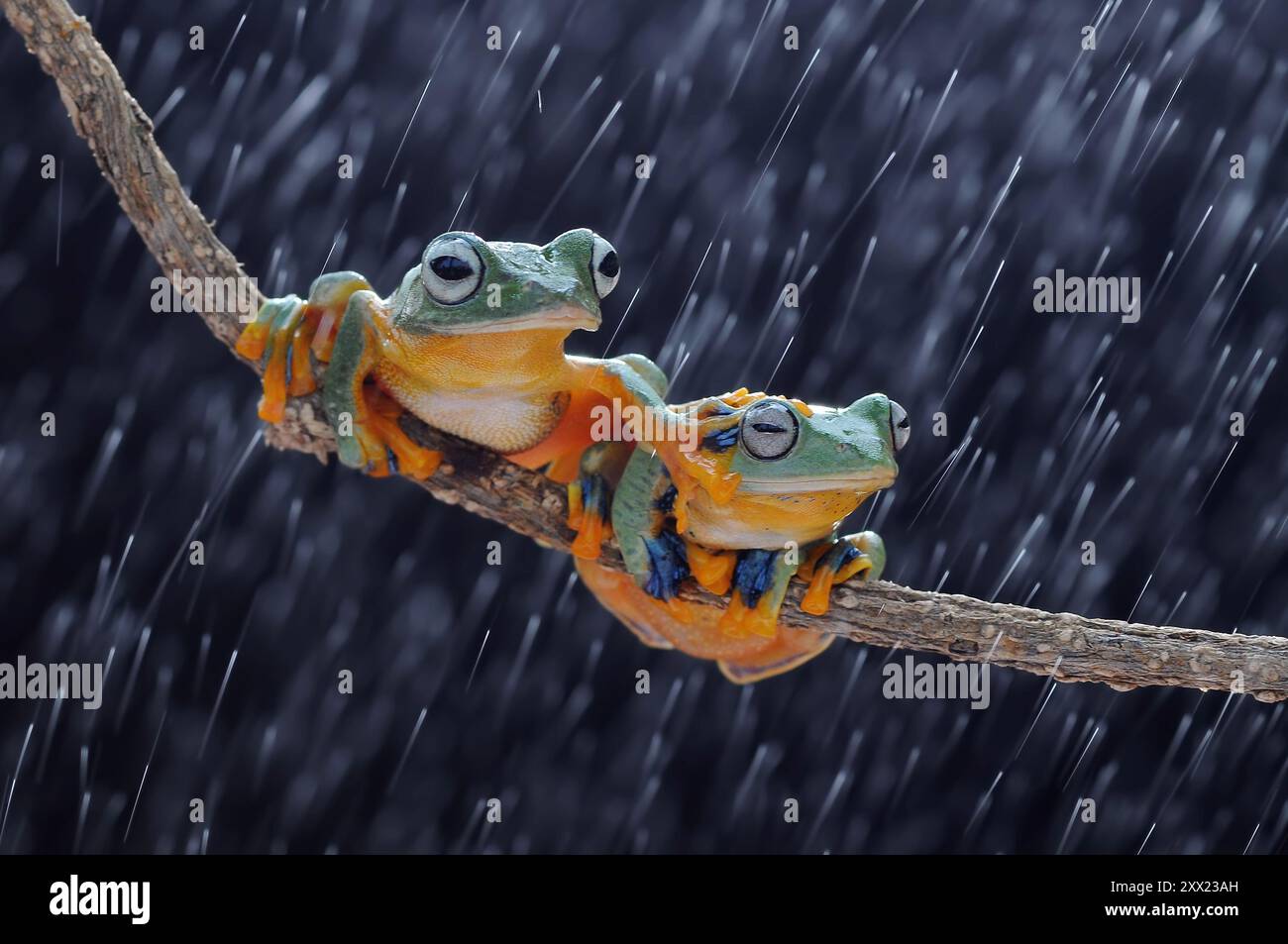 Two Flying frogs on a branch in the rain, Indonesia Stock Photo - Alamy