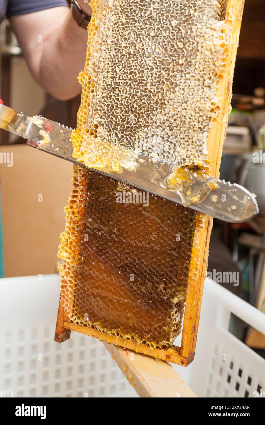 Beekeeper collects the honey. The beekeeper separates the wax from the ...