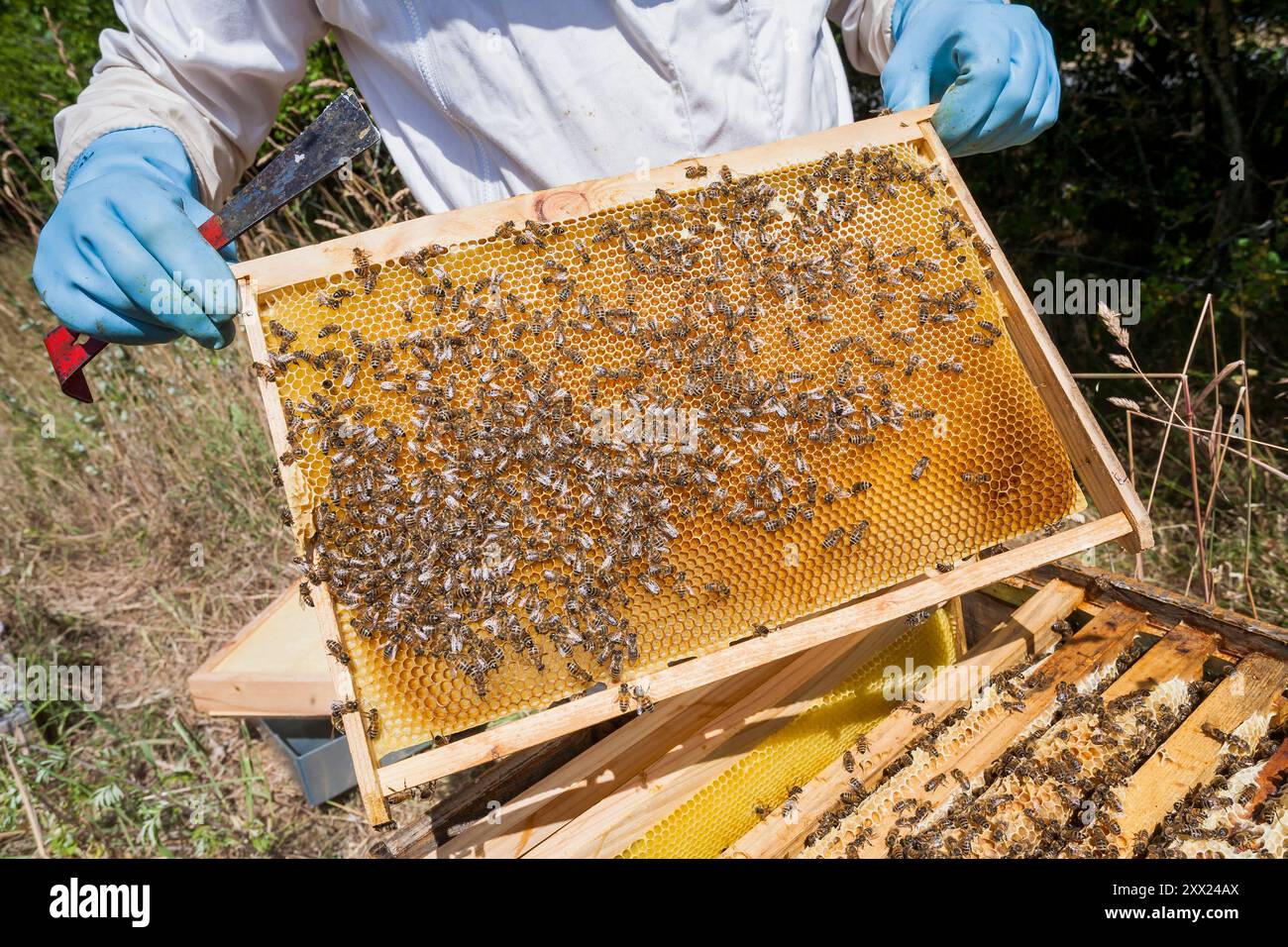 Beekeeper removing honeycomb from beehive banner. Person in beekeeper ...