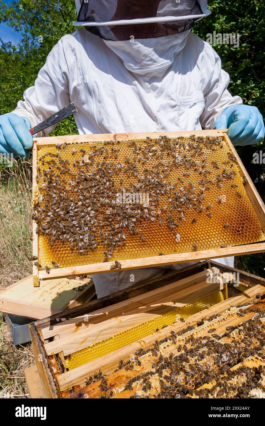Beekeeper removing honeycomb from beehive banner. Person in beekeeper ...