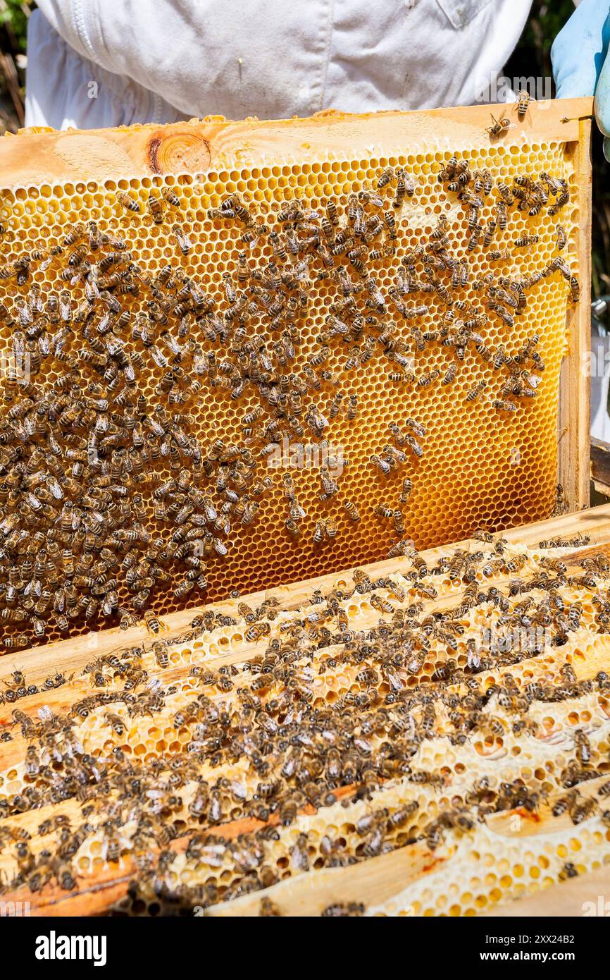 Beekeeper removing honeycomb from beehive banner. Person in beekeeper ...