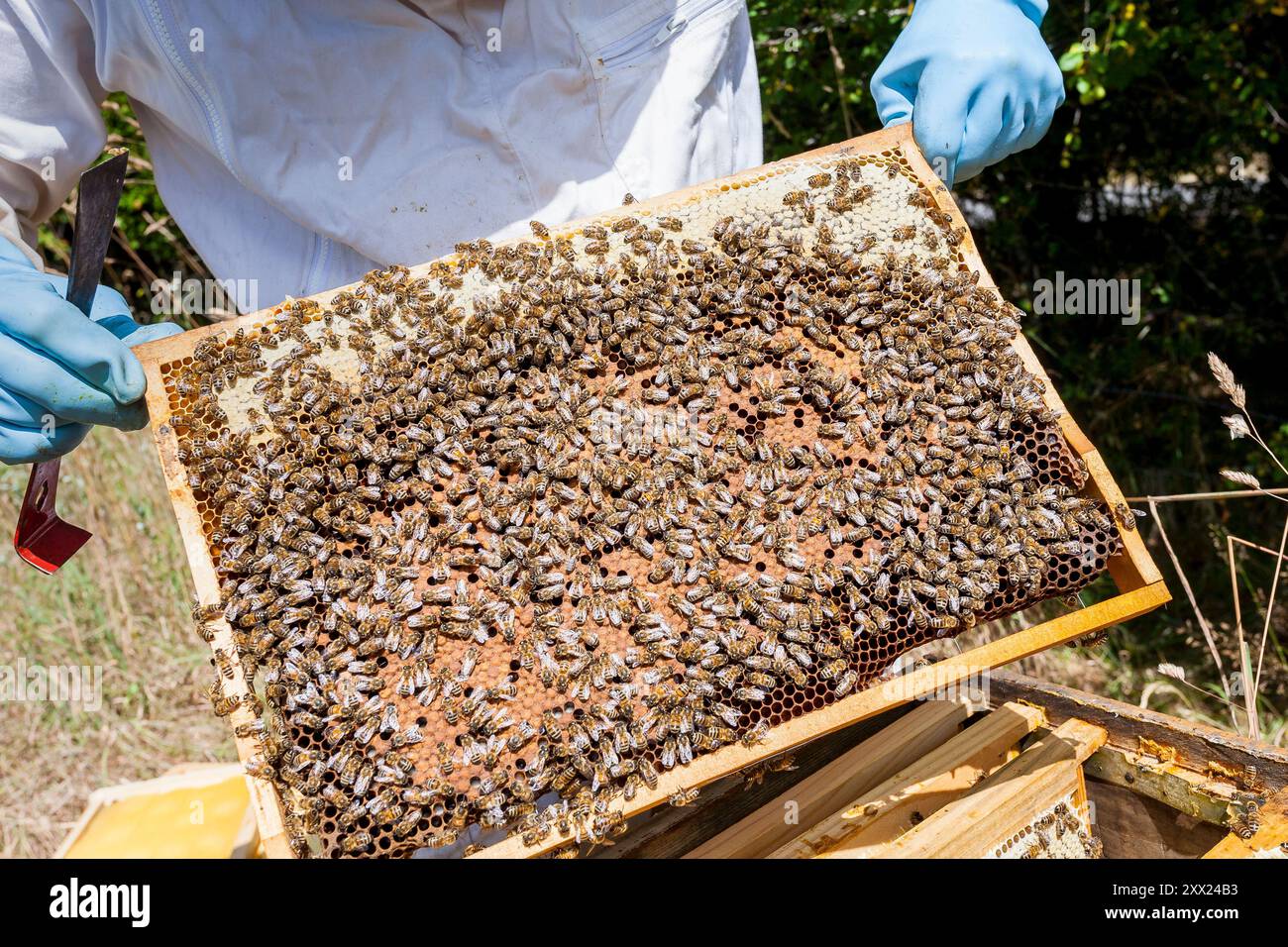 Beekeeper removing honeycomb from beehive banner. Person in beekeeper ...