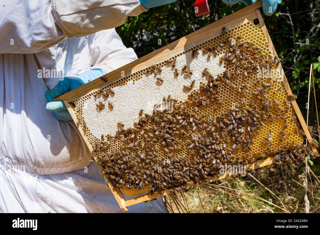 Beekeeper work in beehive field hi-res stock photography and images - Alamy