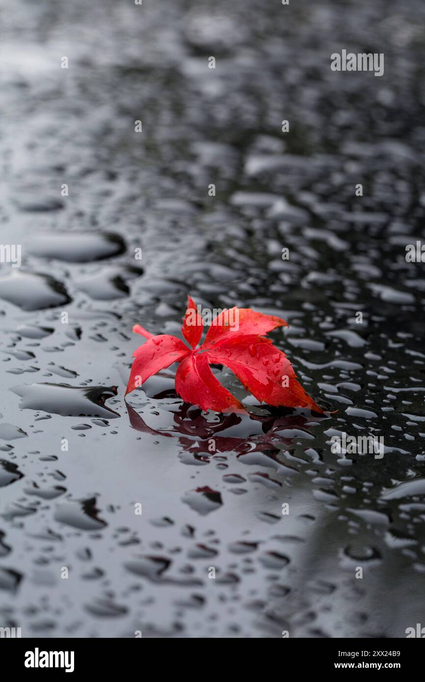 red Virginia creeper leaf on the ground after an autumn rain, with ...
