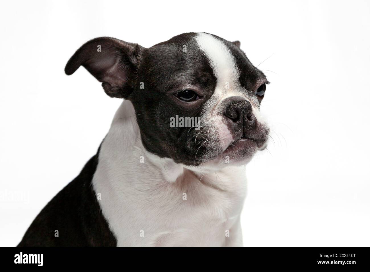Studio head portrait of purebred Boston Terrier puppy with cute facial ...
