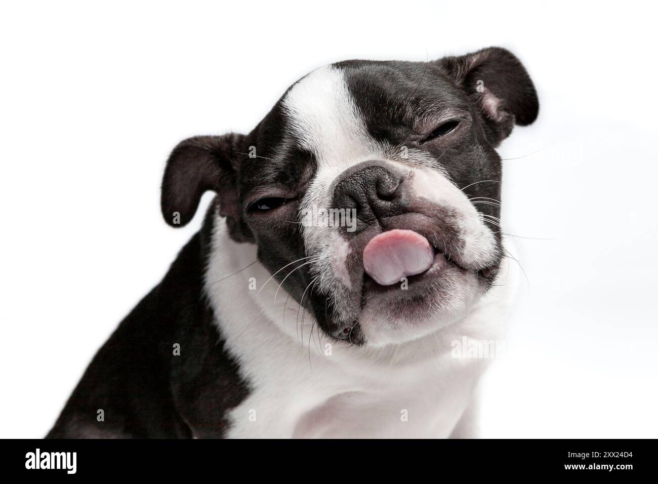 Studio head portrait of purebred Boston Terrier puppy with cute facial ...