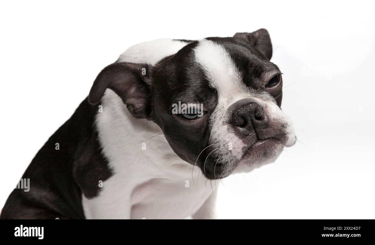 Studio head portrait of purebred Boston Terrier puppy with cute facial ...