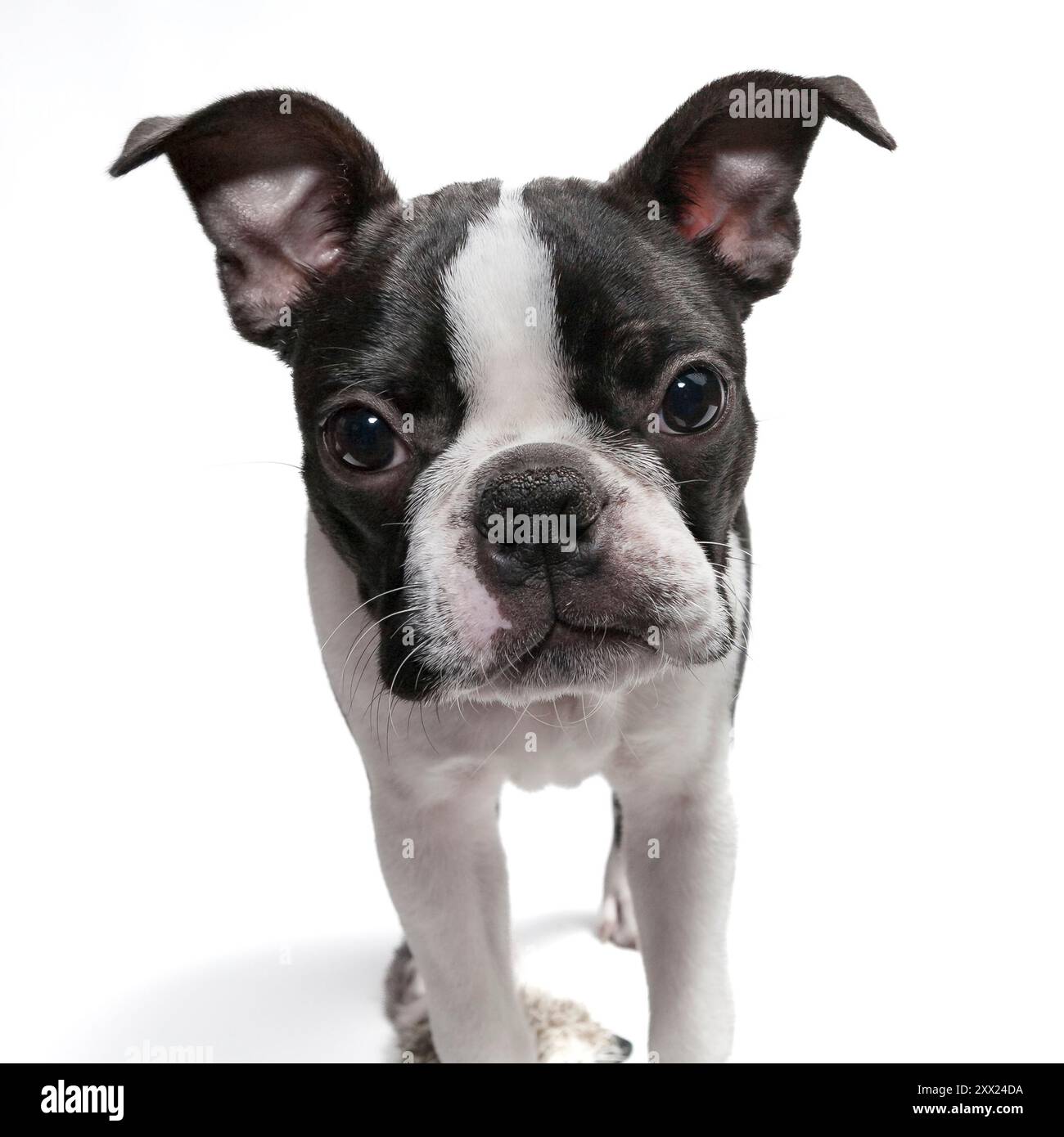 Studio head portrait of purebred Boston Terrier puppy with cute facial ...