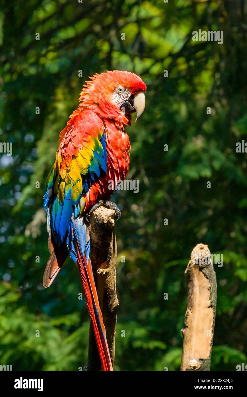 Red Ara Parrot, Scarlet ara, beautiful Green-winged Macaw (Ara ...