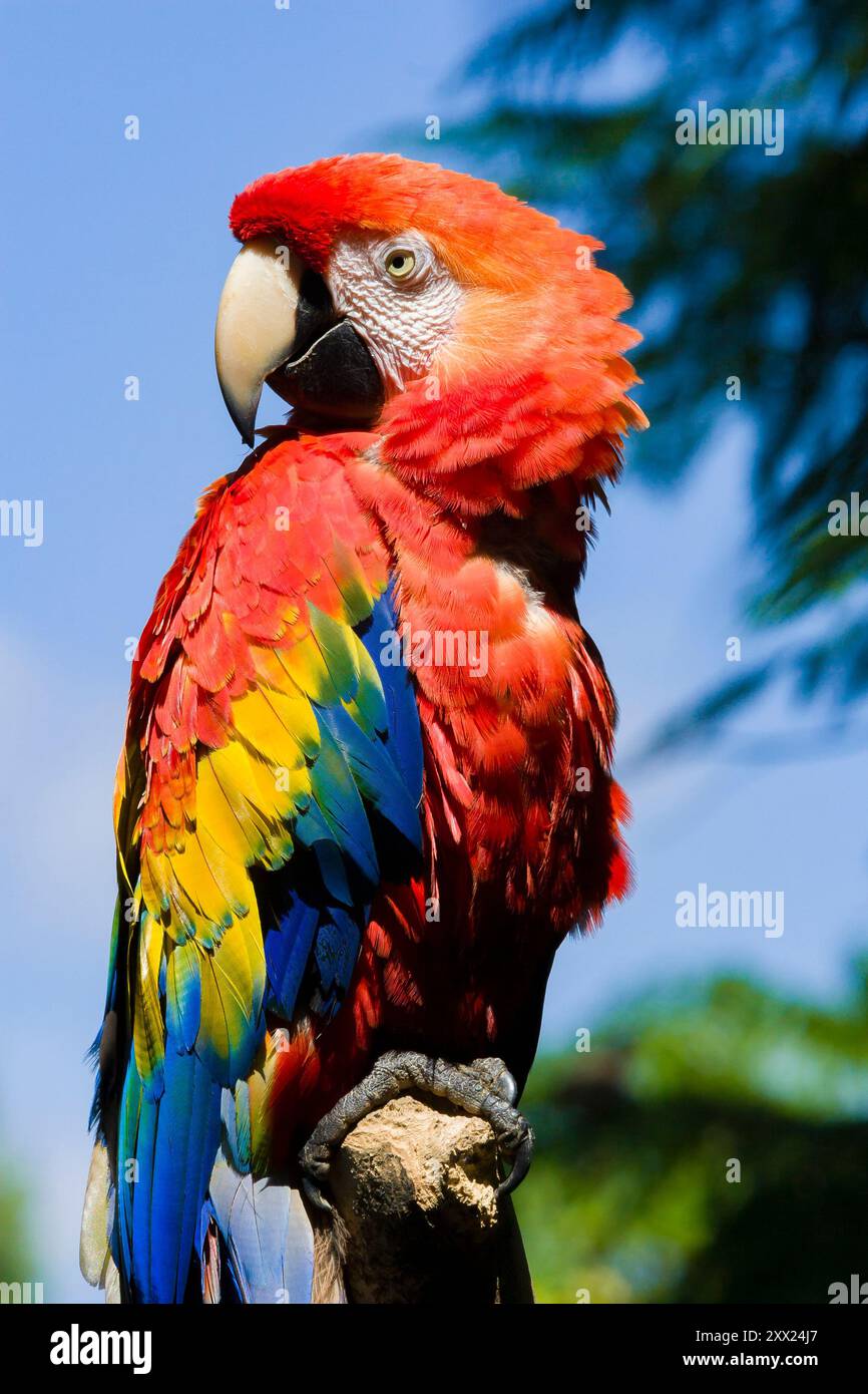 Red Ara Parrot, Scarlet ara, beautiful Green-winged Macaw (Ara ...