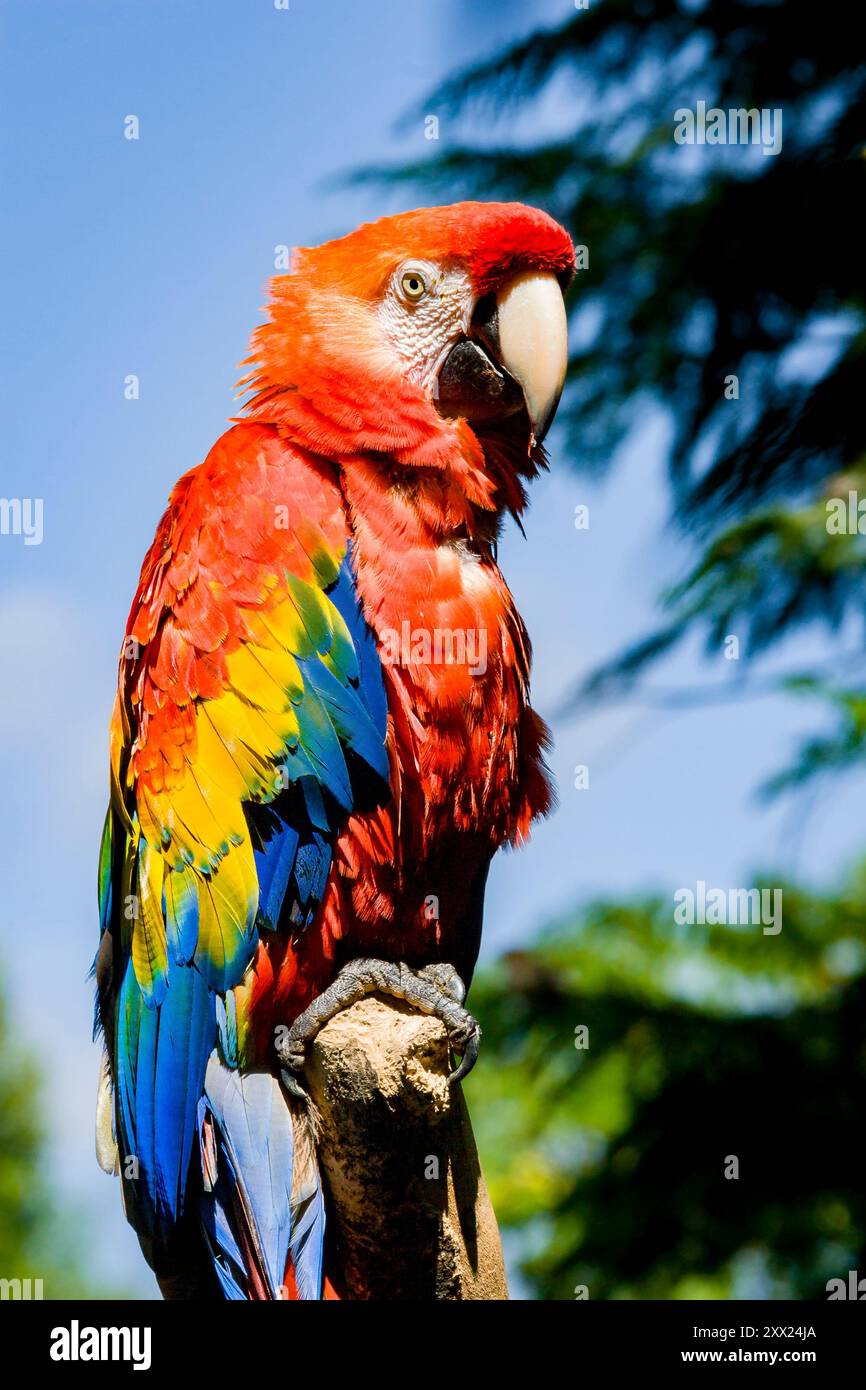 Red Ara Parrot, Scarlet ara, beautiful Green-winged Macaw (Ara ...