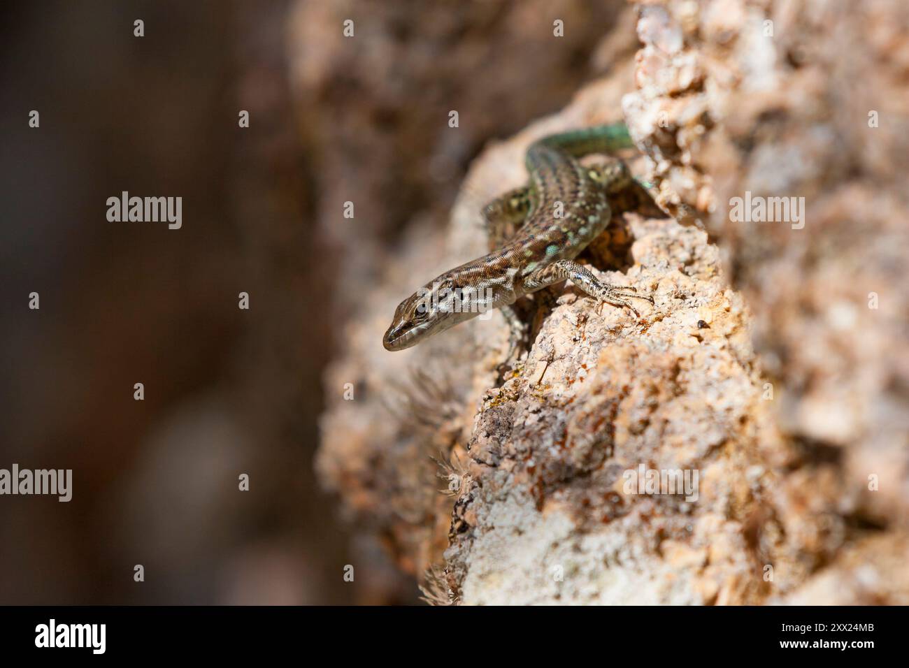 Lizard in Corsica. Padarcis tiliguerta, Tyrrhenian wall Lizard is an ...