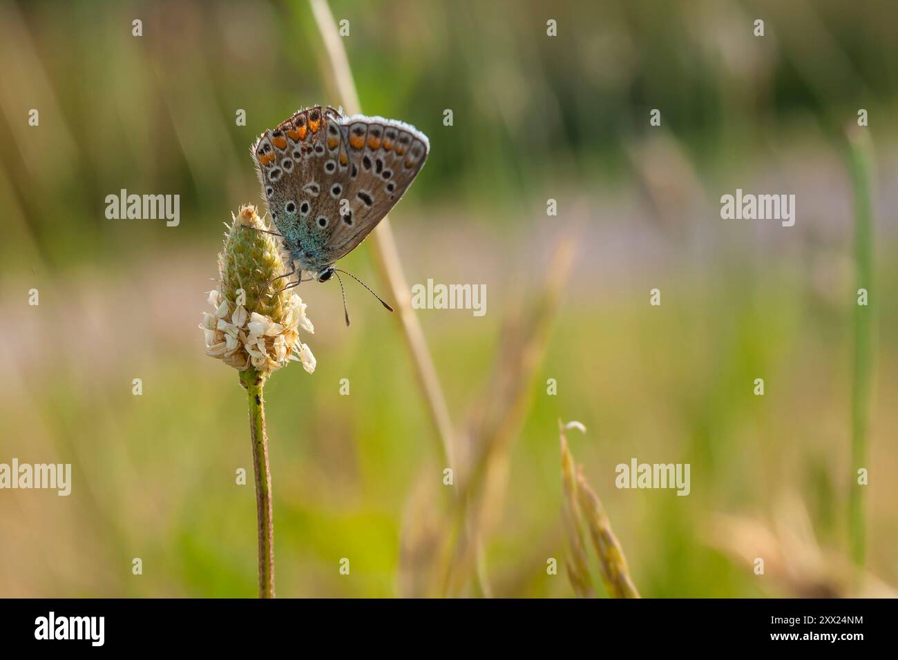 Brown argus, Argus bleu, Azuré commun, Azuré de la Bugrane, Polyommatus ...