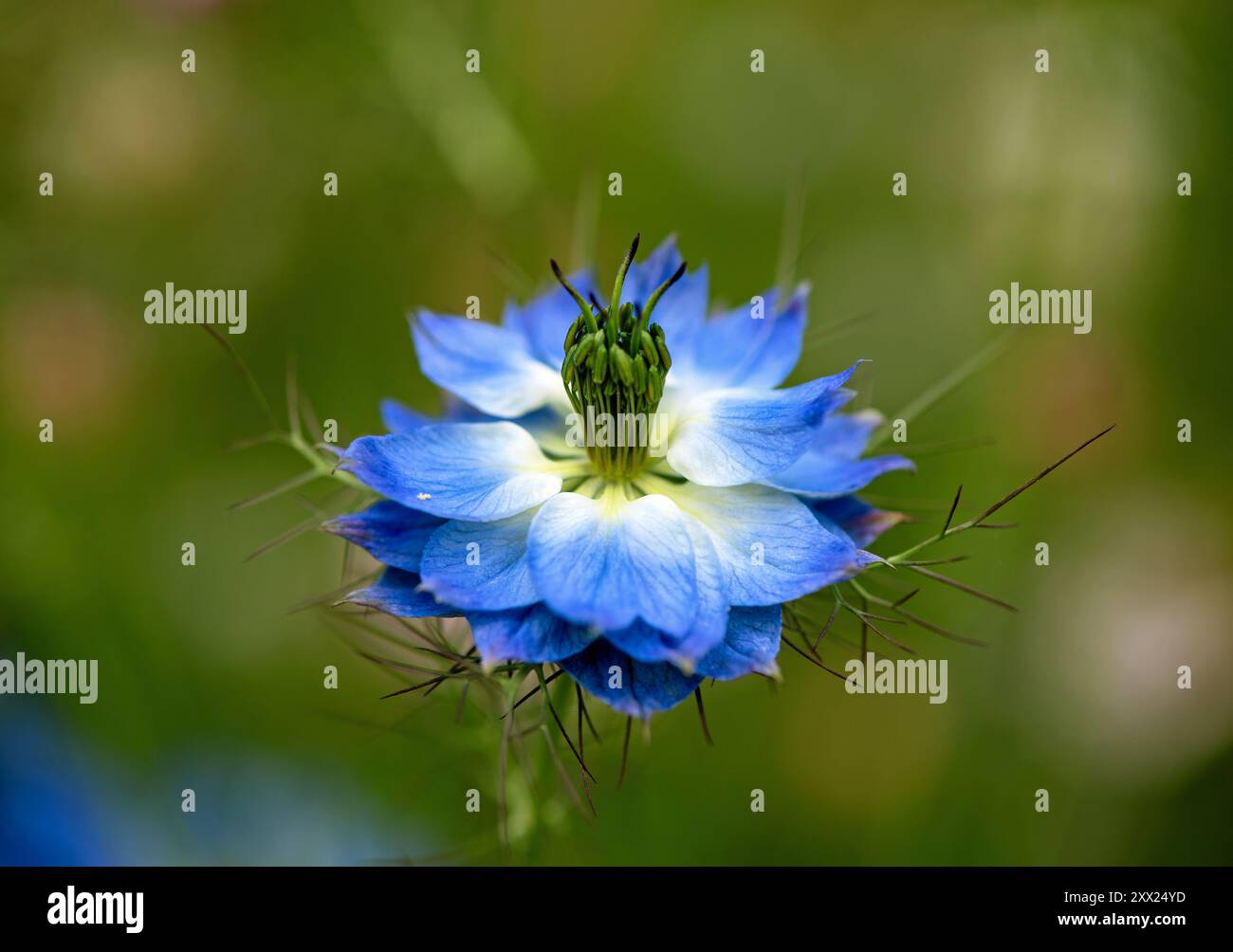 Irish wild flora hi-res stock photography and images - Alamy