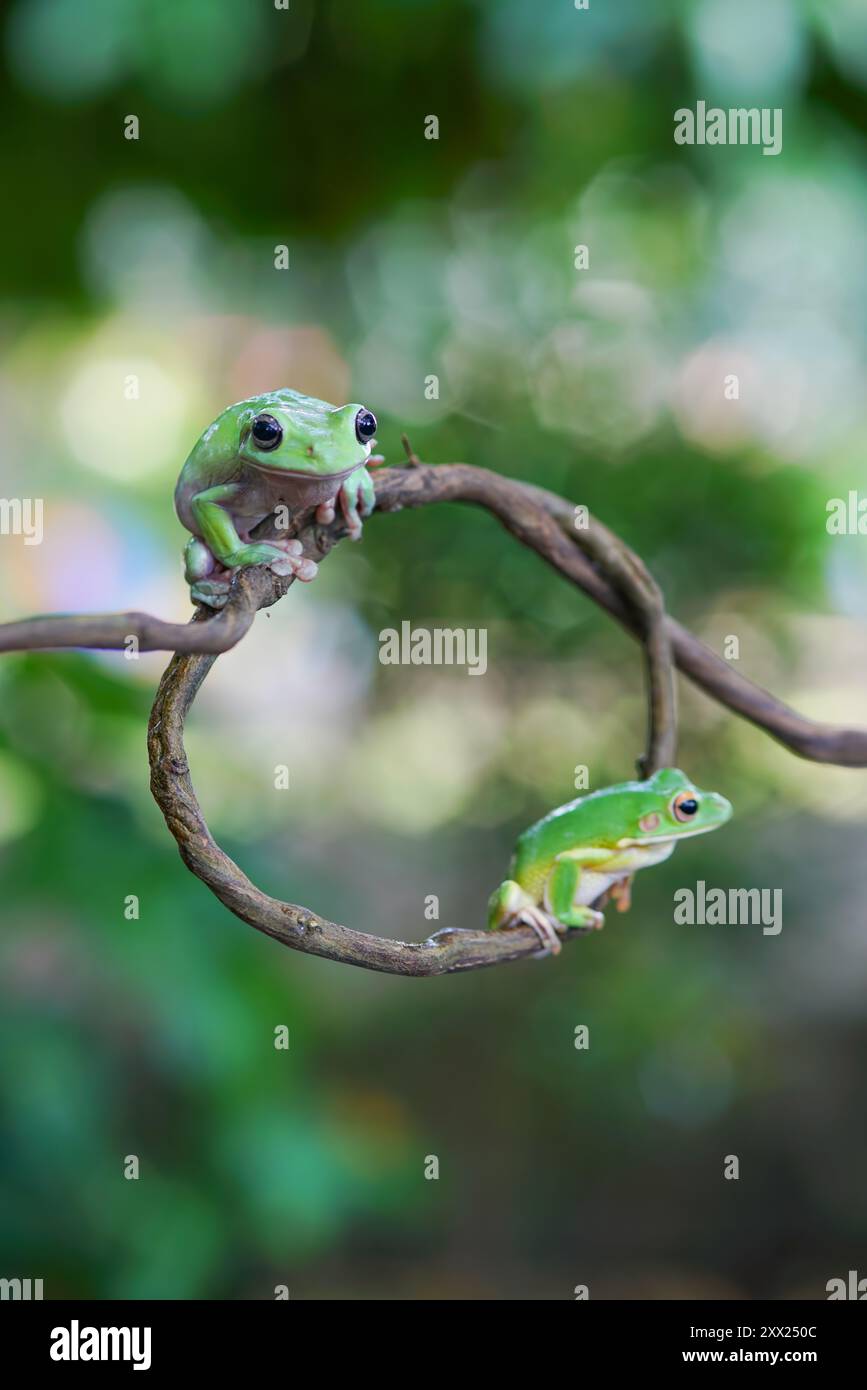 Close-up of two dumpy tree frogs on a coiled branch, Indonesia Stock ...