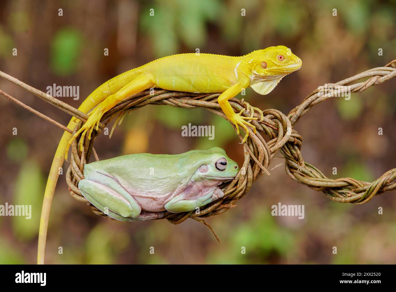 Close-up of an albino iguana and a dumpy tree frog on a branch ...