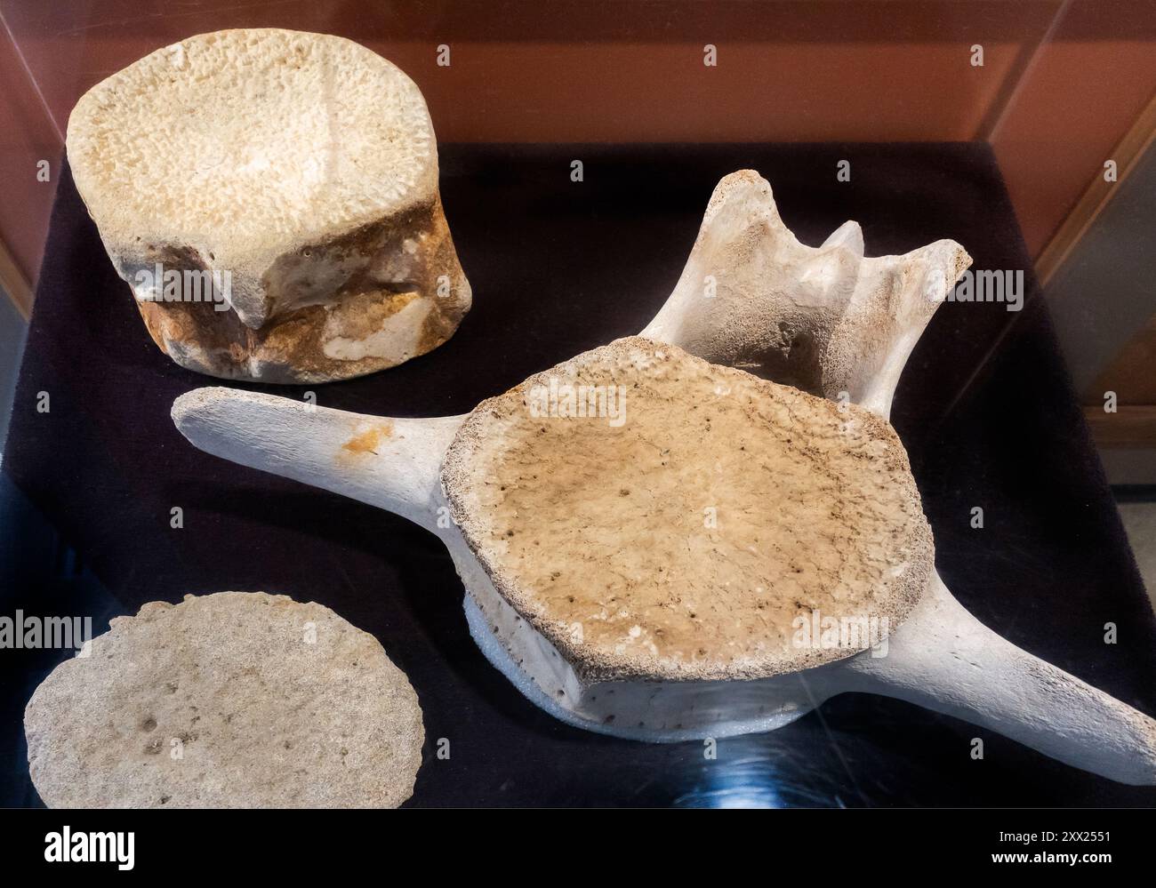 Whale bone bones vertebrae lumbar disc discs hi-res stock photography ...