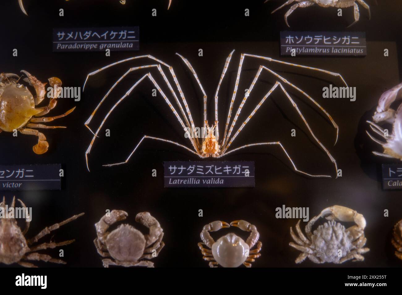 Japanese marine species hi-res stock photography and images - Alamy