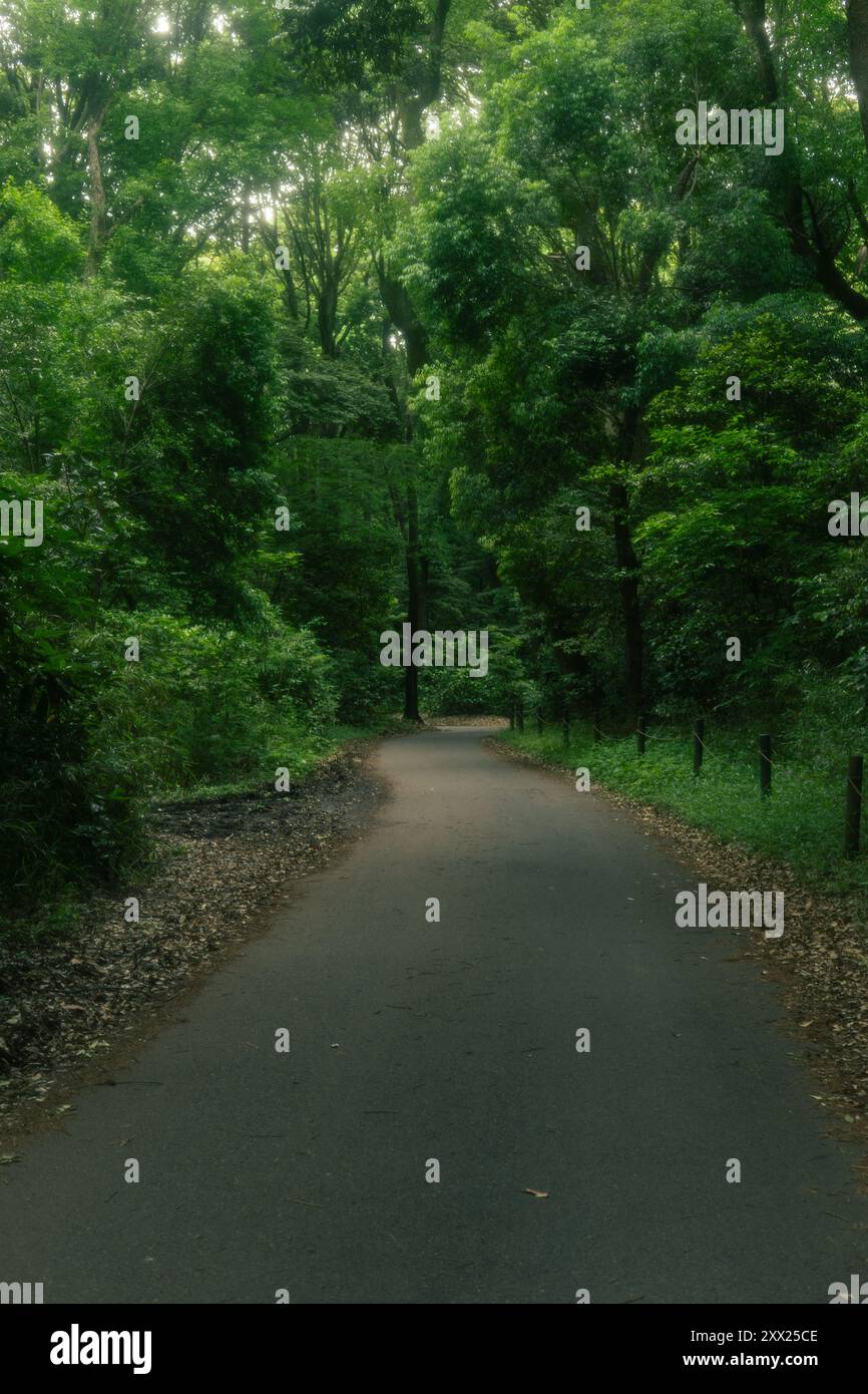 Walking road surrounded lush greenery hi-res stock photography and ...