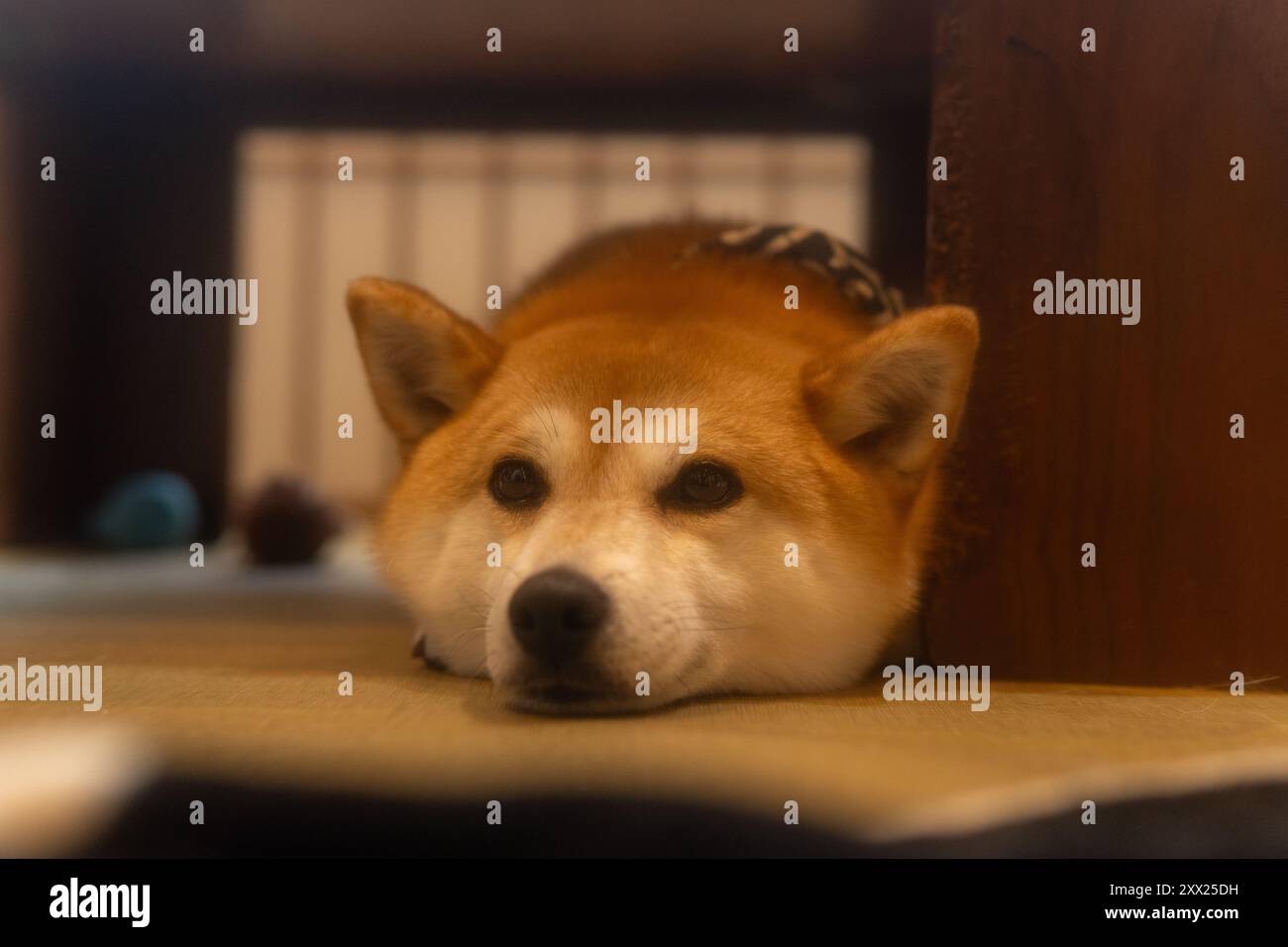 Shiba inu dog cafe hi-res stock photography and images - Alamy