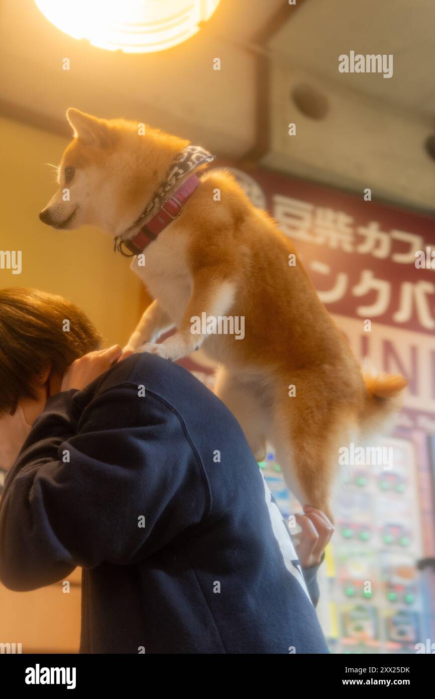 Shiba inu dog cafe hi-res stock photography and images - Alamy