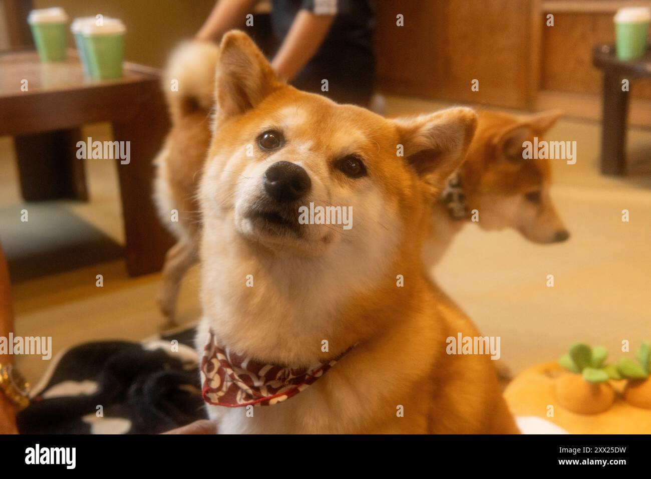 Shiba inu dog cafe hi-res stock photography and images - Alamy