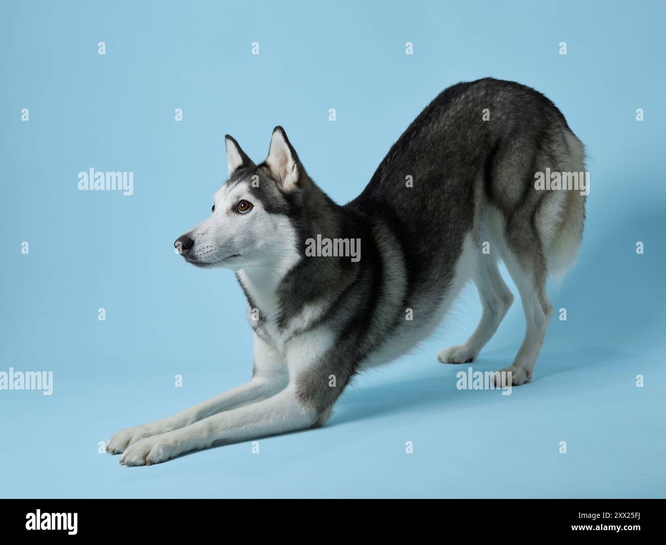 Showcasing attentive features hi-res stock photography and images - Alamy