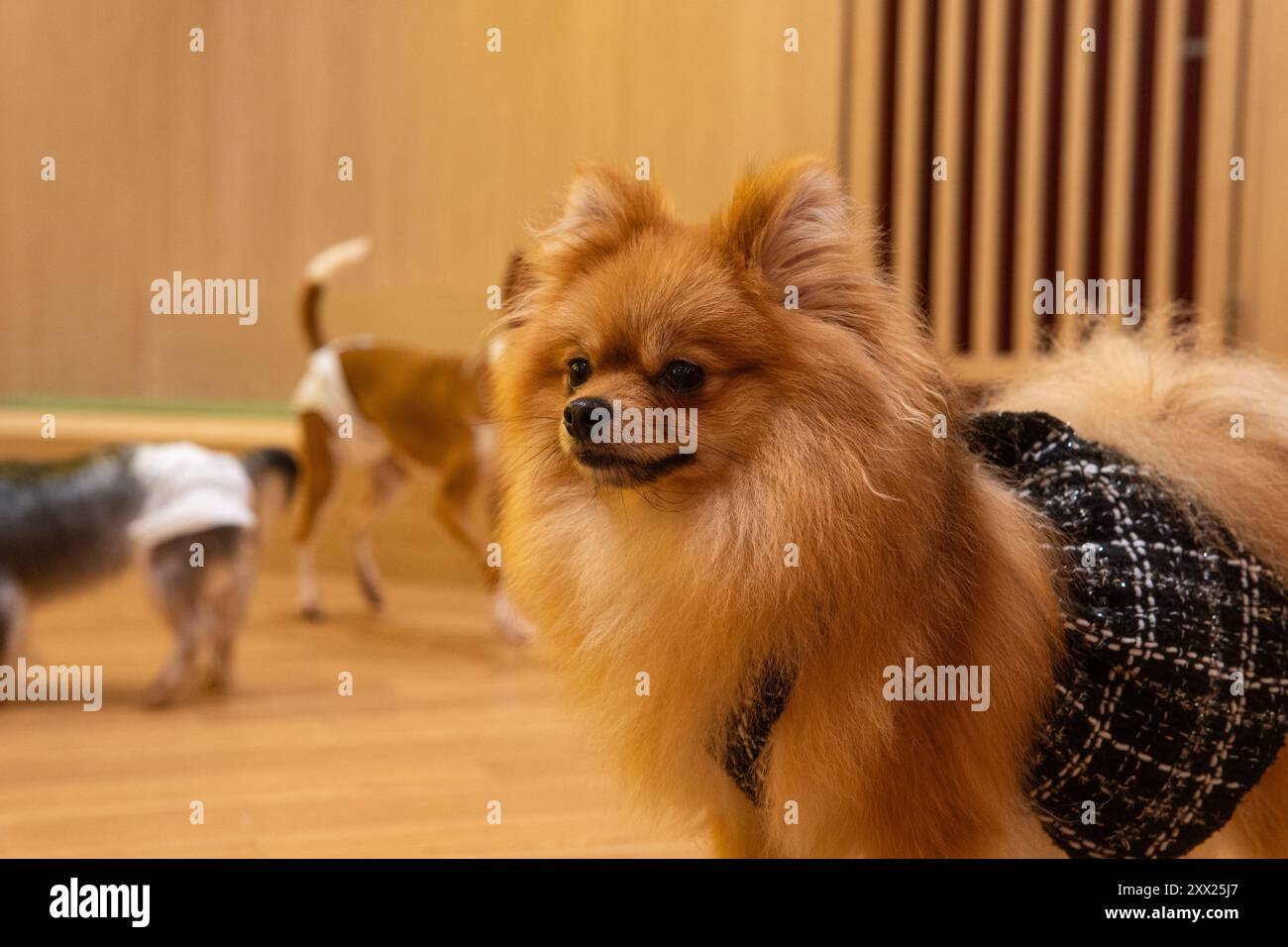 Japan dog cafe hi-res stock photography and images - Alamy