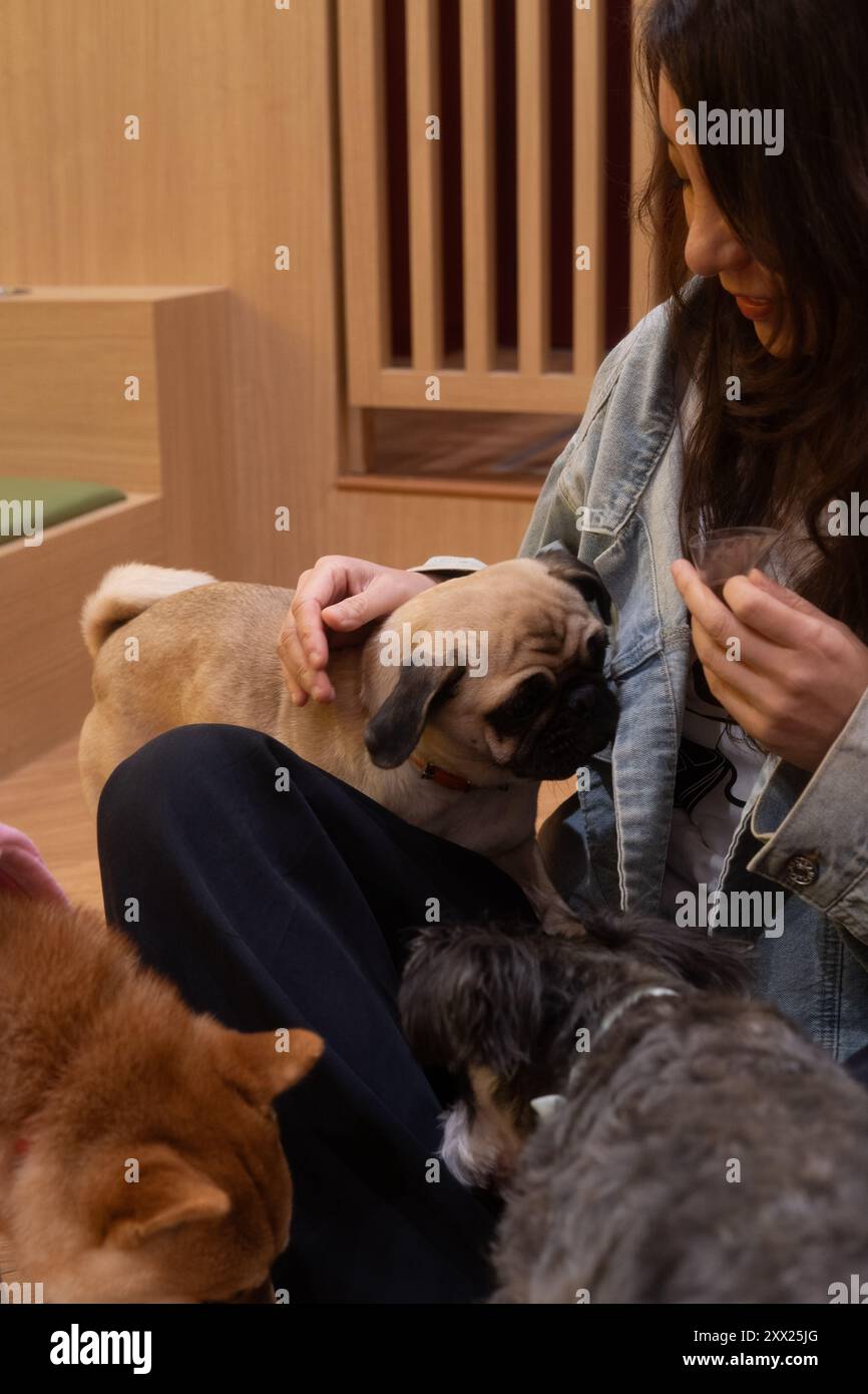 Dog Cafe in Japan Stock Photo - Alamy