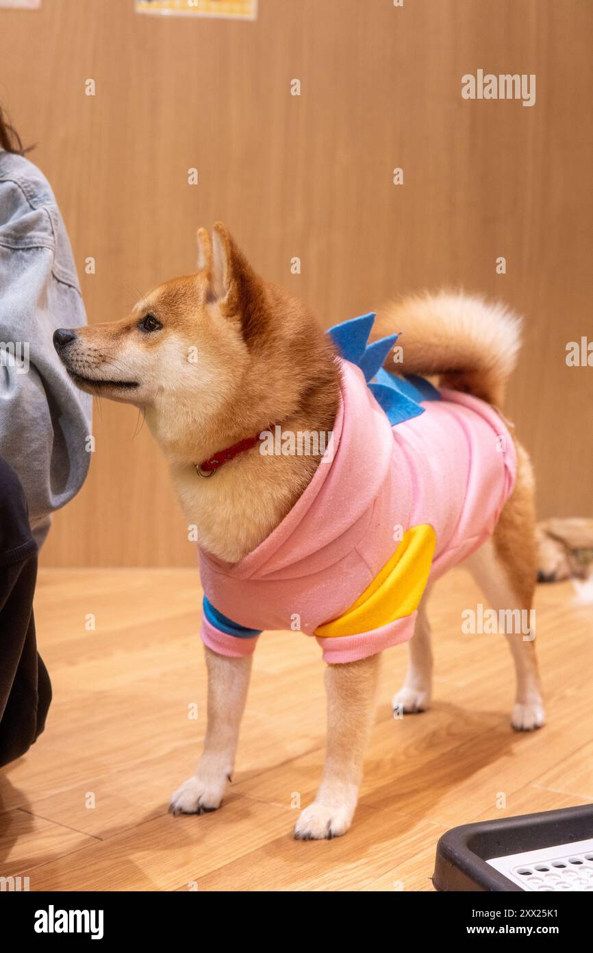 Dog Cafe in Japan Stock Photo - Alamy